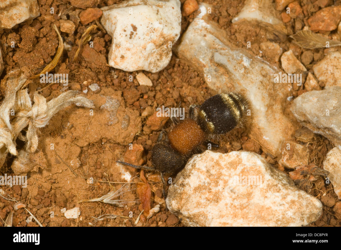 Corfu insect hi-res stock photography and images - Alamy