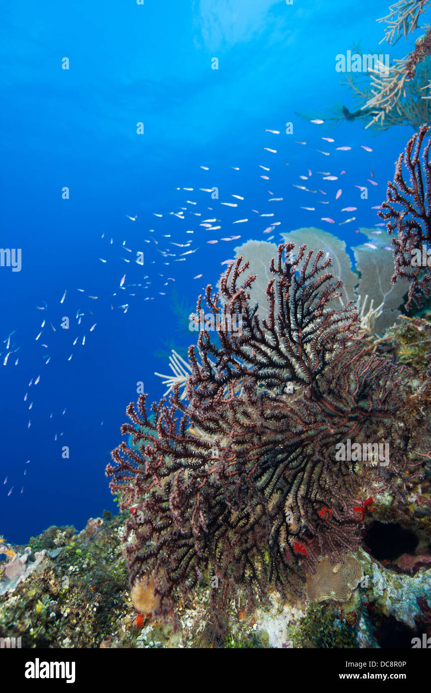 A Sea Fan and fish on a tropical coral reef off the island of Roatan ...