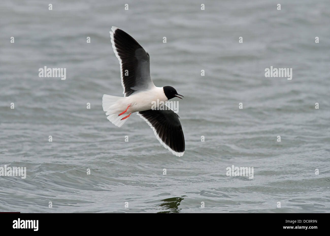 Little Gull adult summer Stock Photo - Alamy