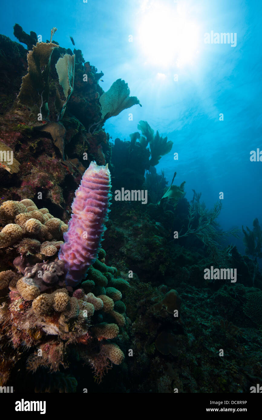 Azure Vase Sponge (Callyspongia plicifera) on a tropical coral off the ...