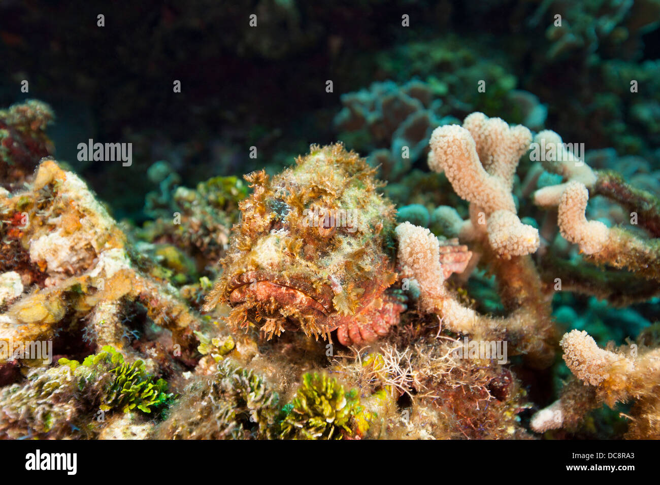 Spotted Scorpionfish (Scorpaena plumieri) well camouflaged on a ...