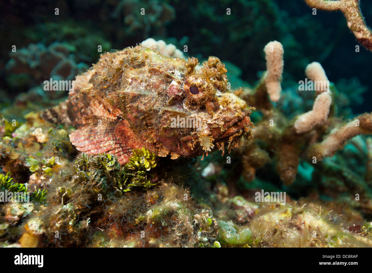 Spotted Scorpionfish (Scorpaena plumieri) well camouflaged on a ...