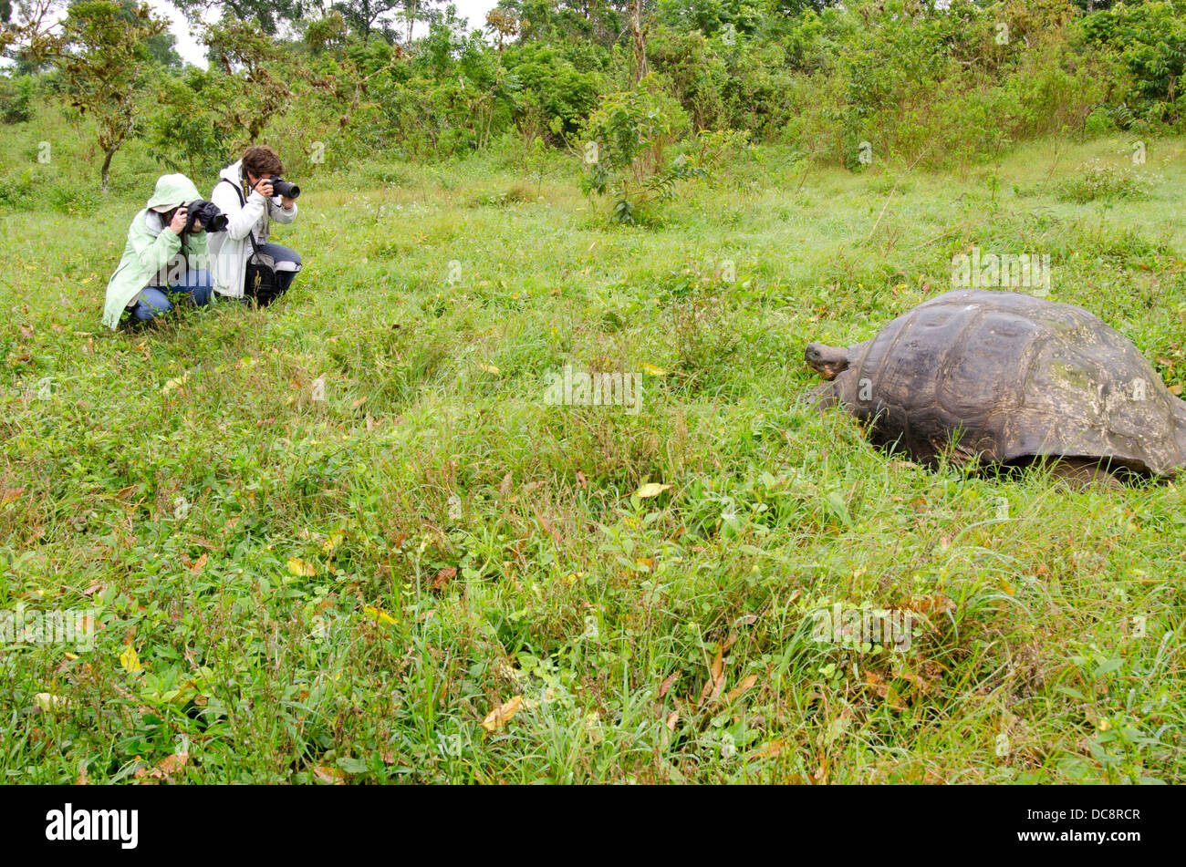 Ecuador, Galapagos, Santa Cruz highlands. Tourists taking photos of ...