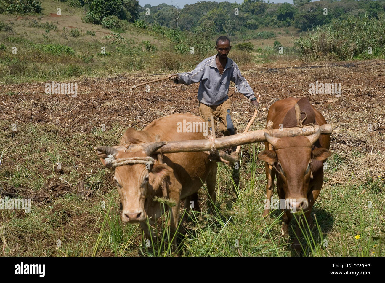Illubabora hi-res stock photography and images - Alamy