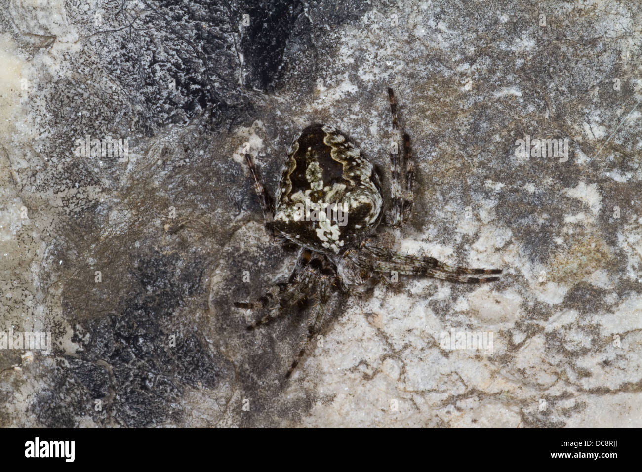 Well camouflaged spider on rock face. Corfu. Greece Stock Photo - Alamy