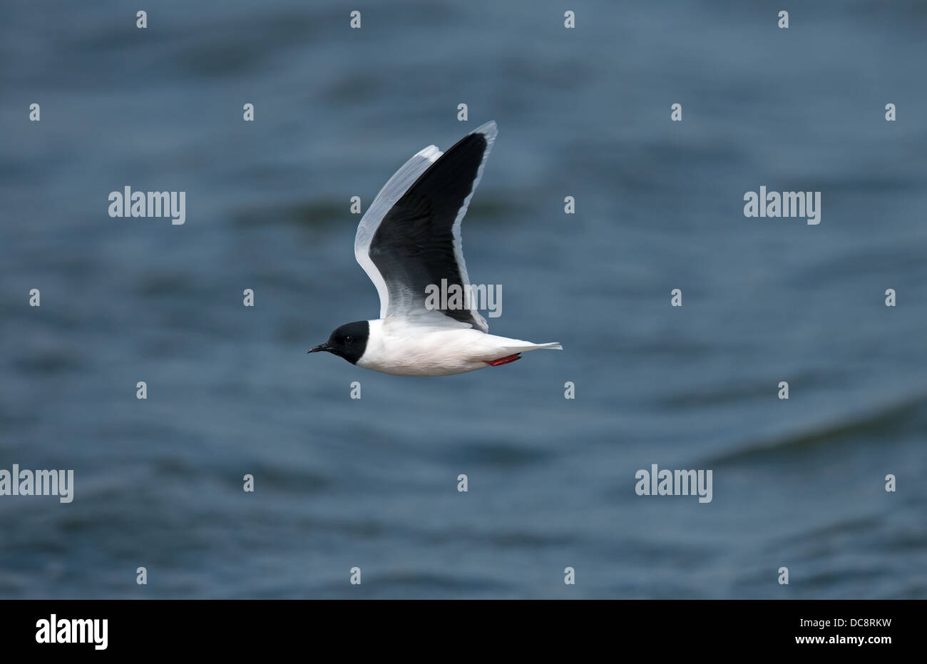 Little gull uk hi-res stock photography and images - Alamy