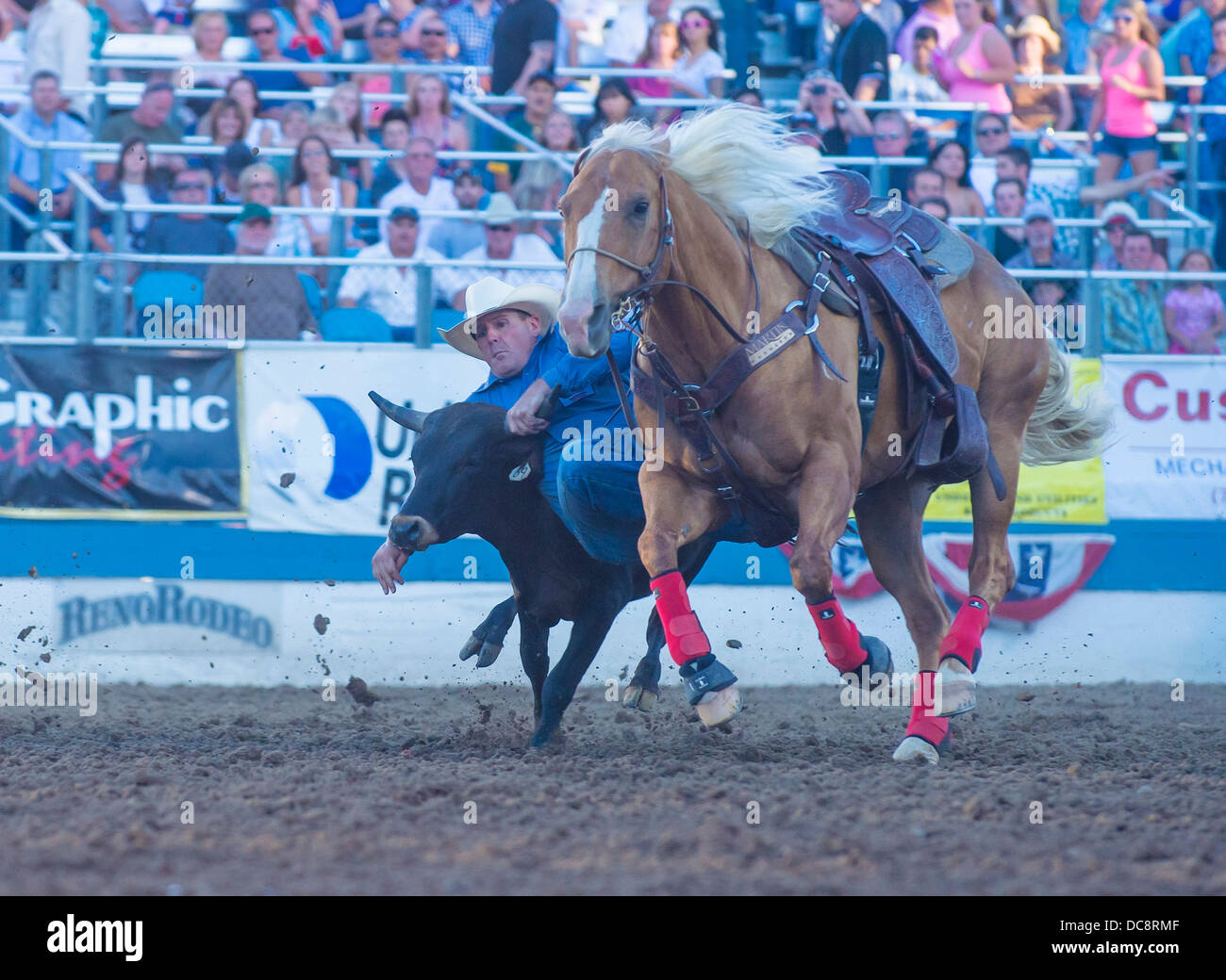 Cowboy Participant in a Calf roping Competition at the Reno Rodeo ...