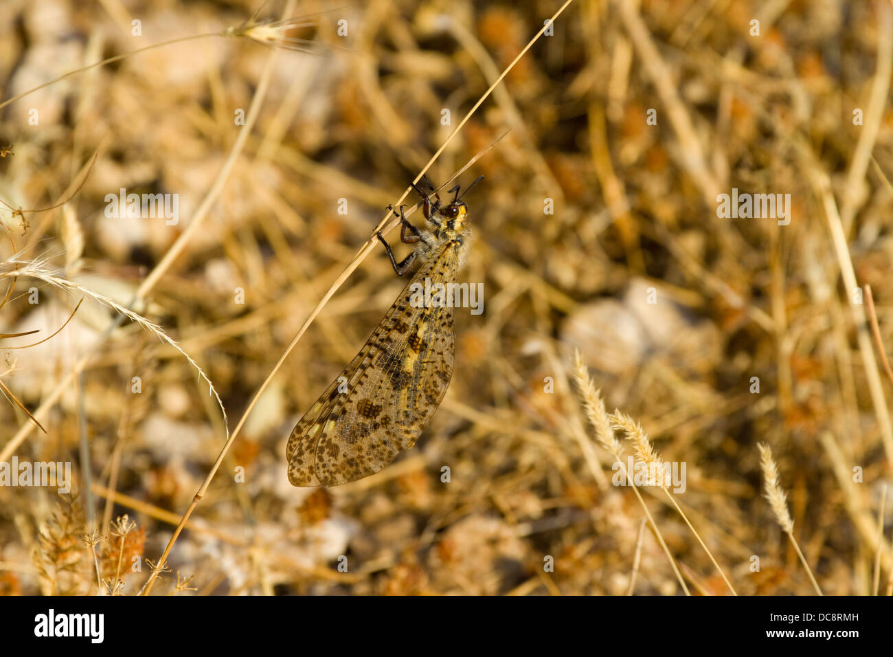 Ant lion hi-res stock photography and images - Alamy