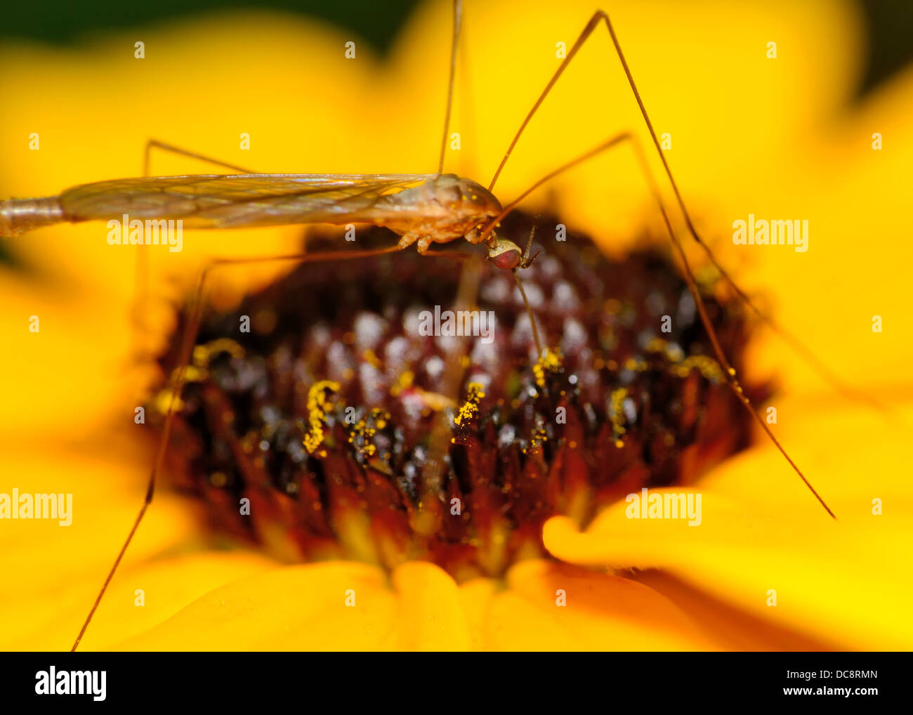 Crane fly hi-res stock photography and images - Alamy