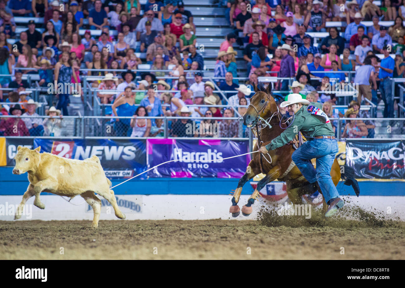 Cowboy Participant in a Calf roping Competition at the Reno Rodeo ...