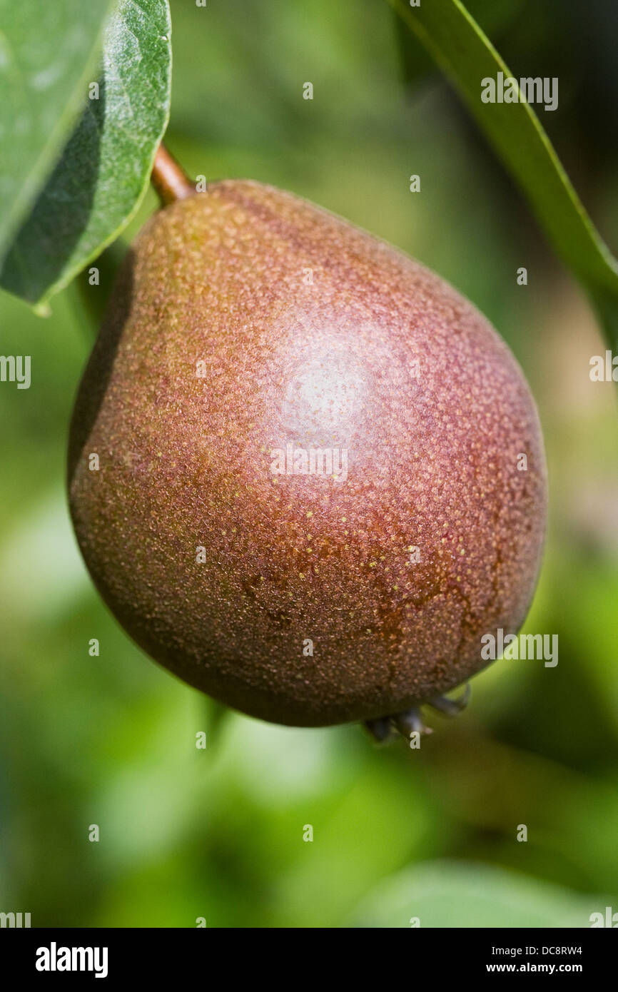 The english pear tree hi-res stock photography and images - Alamy