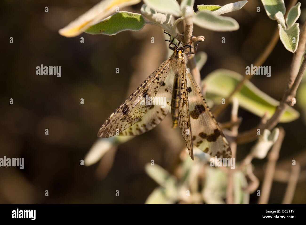 Adult ant hi-res stock photography and images - Alamy