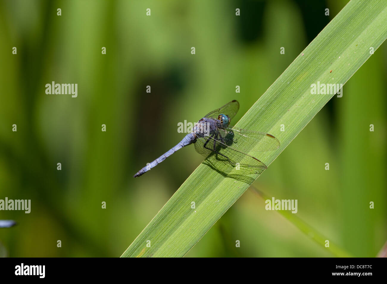 dragonfly. Corfu. Greece Stock Photo - Alamy