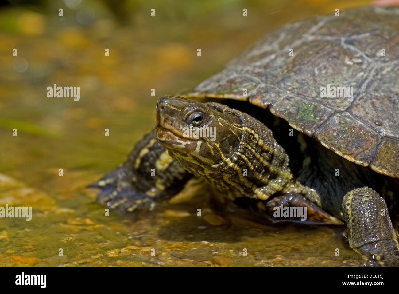 Pond terrapin corfu hi-res stock photography and images - Alamy