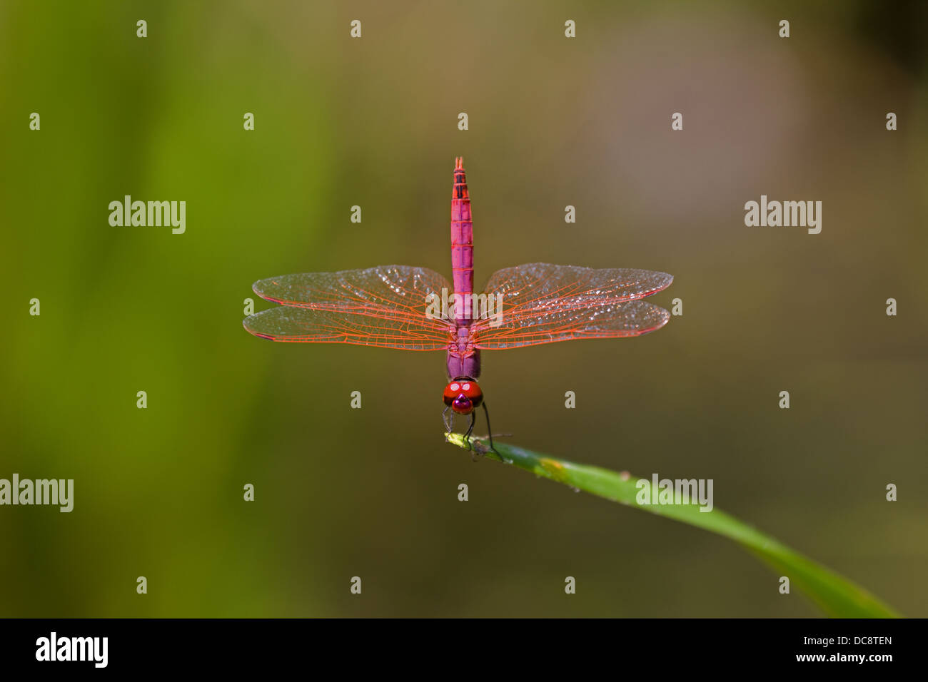 dragonfly. Corfu. Greece Stock Photo - Alamy