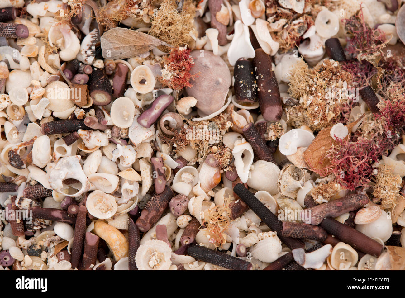 Northern santa cruz hi-res stock photography and images - Alamy