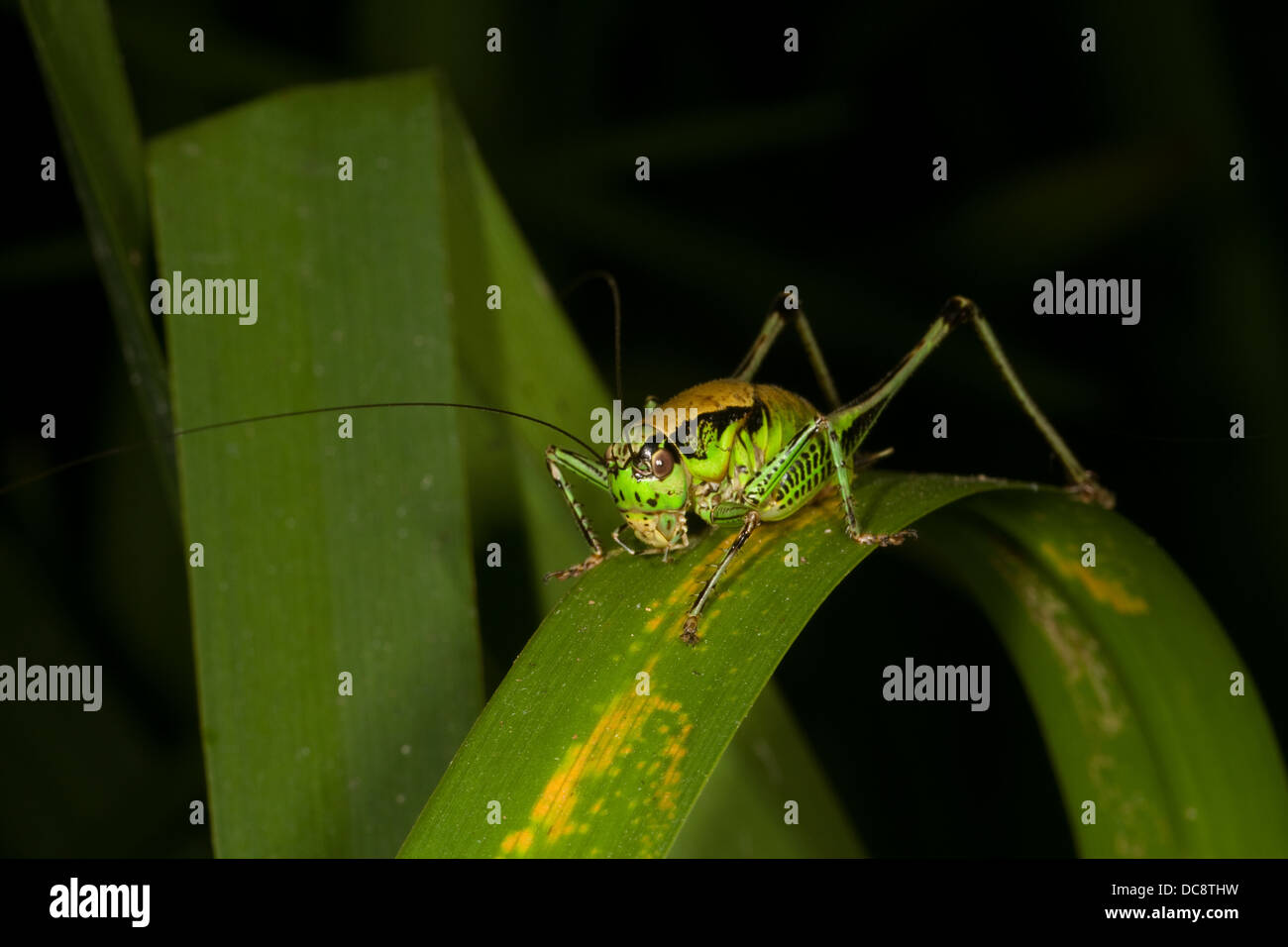 Green coloured cricket. Corfu. Greece Stock Photo - Alamy
