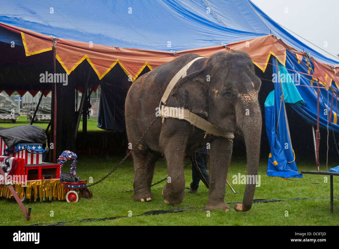 Redford, Michigan - An elephant helps set up a tent for a performance ...