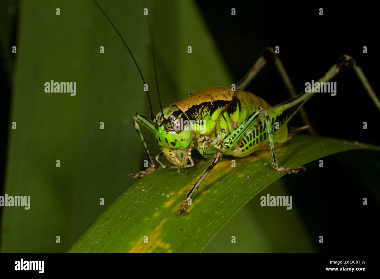 Green Cricket Insect Stock Photos & Green Cricket Insect Stock Images ...