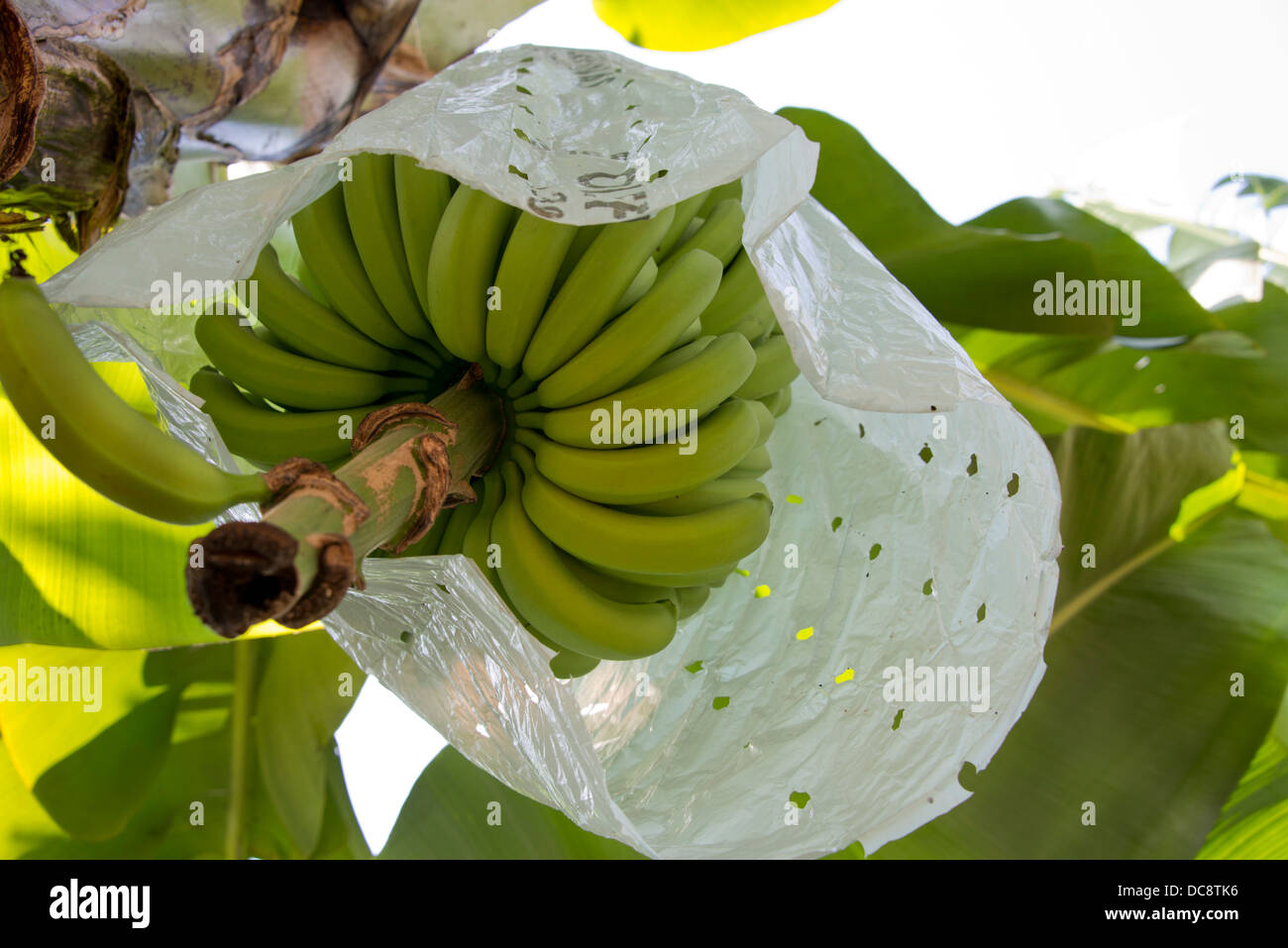 Guatemalan bananas hi-res stock photography and images - Alamy