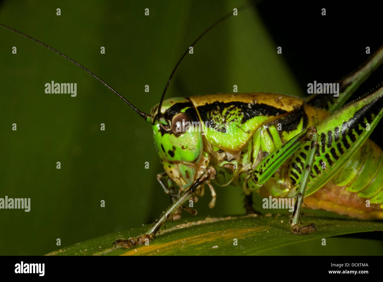 Green coloured cricket. Corfu. Greece Stock Photo - Alamy