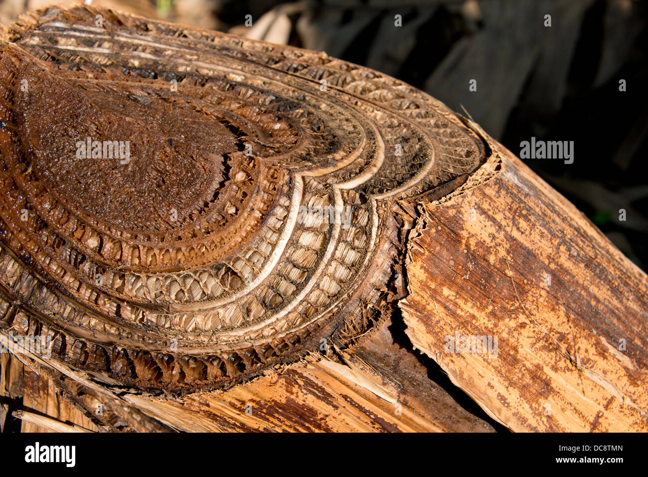 Banana tree trunk hi-res stock photography and images - Alamy