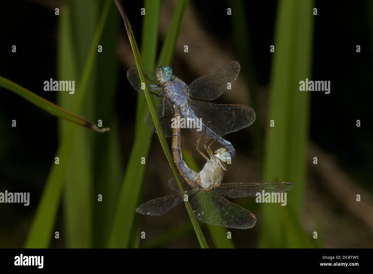 Fauna greece hi-res stock photography and images - Alamy
