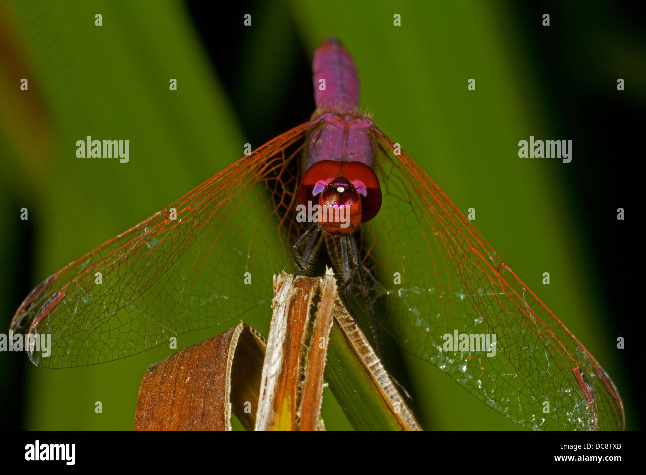 dragonfly. Corfu. Greece Stock Photo - Alamy