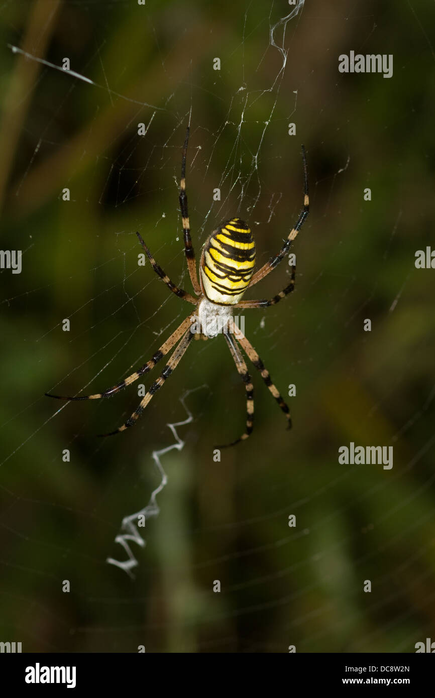 Wasp spider british isles hi-res stock photography and images - Alamy