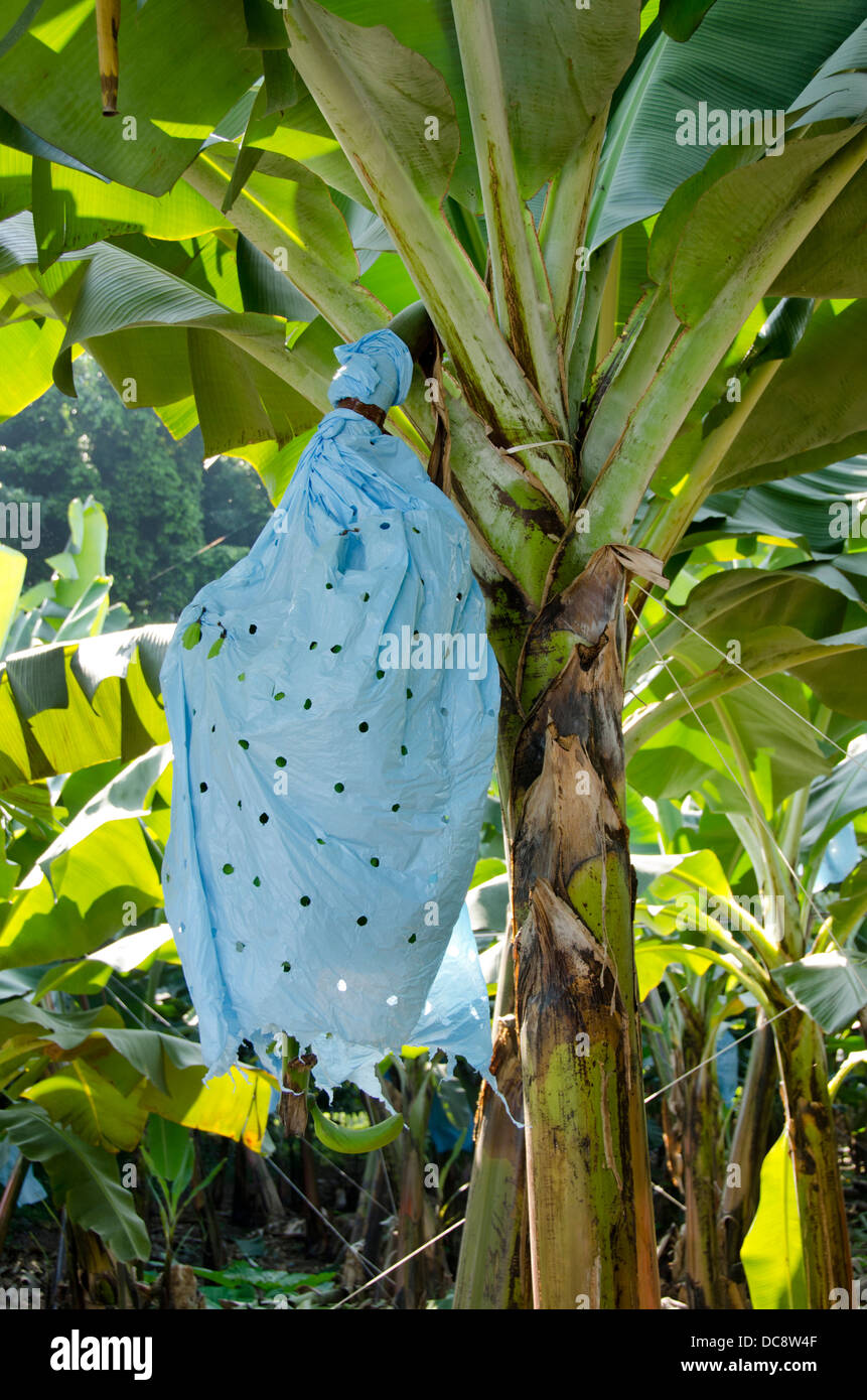 Guatemalan bananas hi-res stock photography and images - Alamy