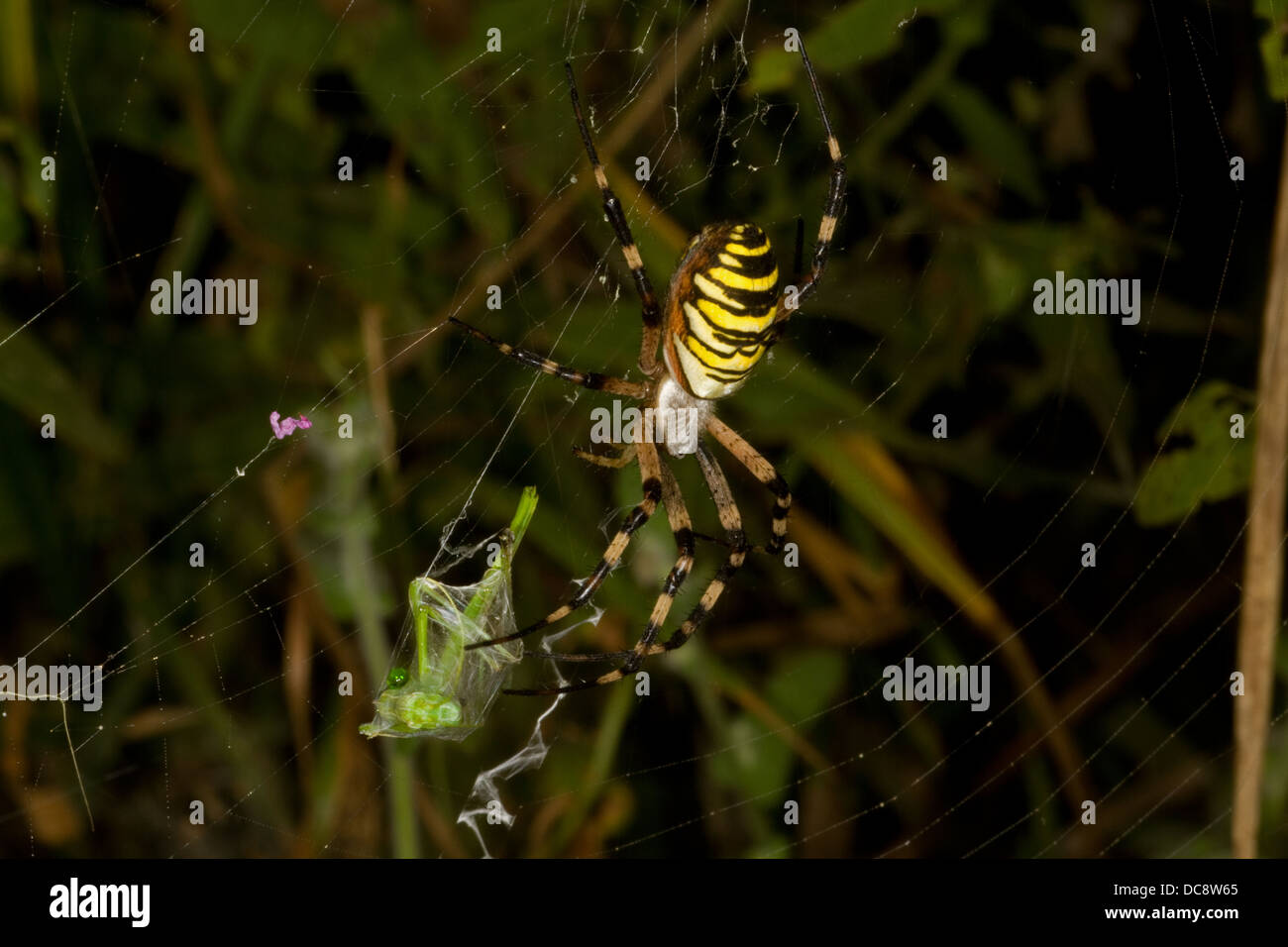 Argiope spider on web. Corfu. Greece Stock Photo - Alamy
