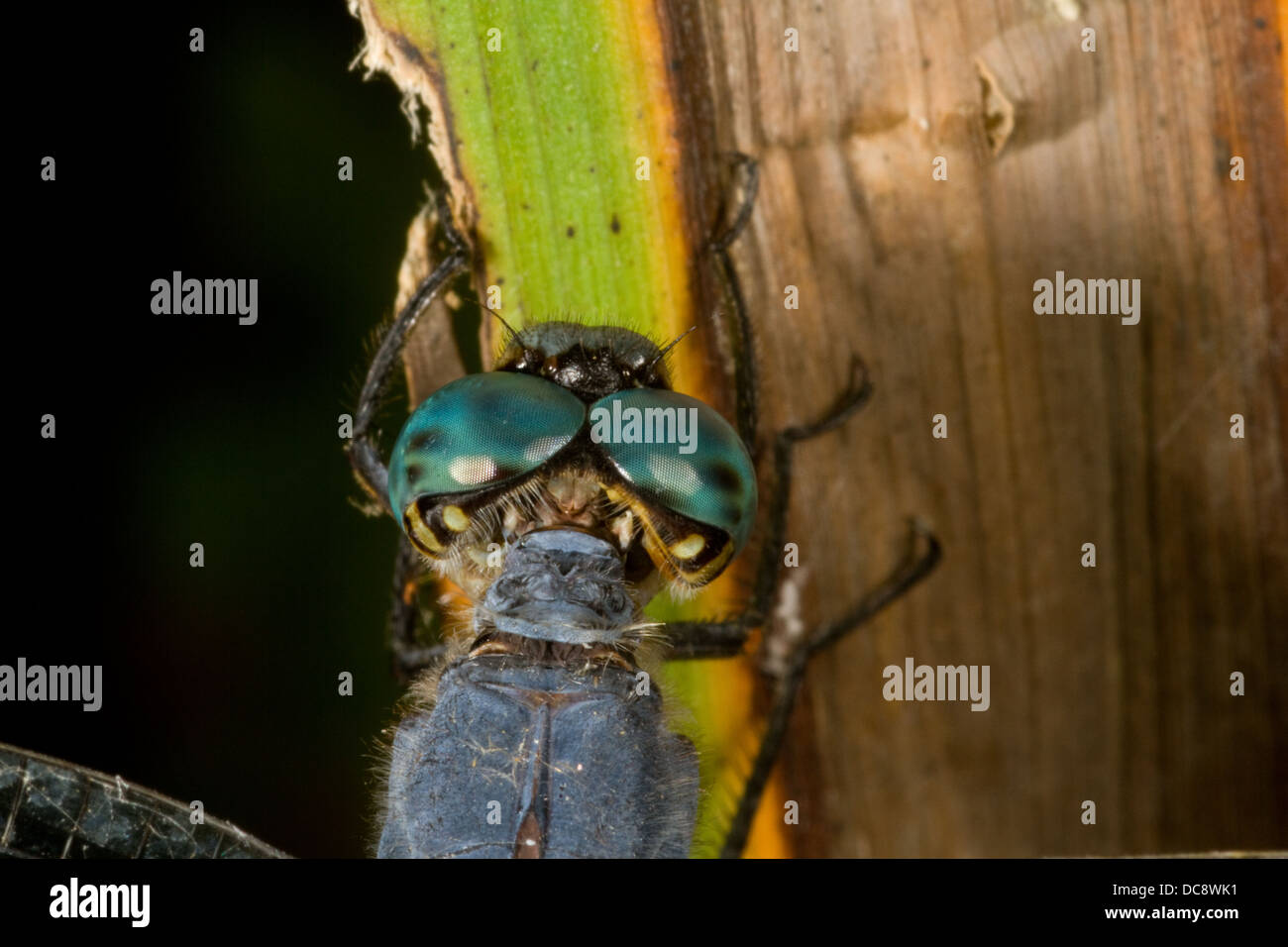 dragonfly. Corfu. Greece Stock Photo - Alamy