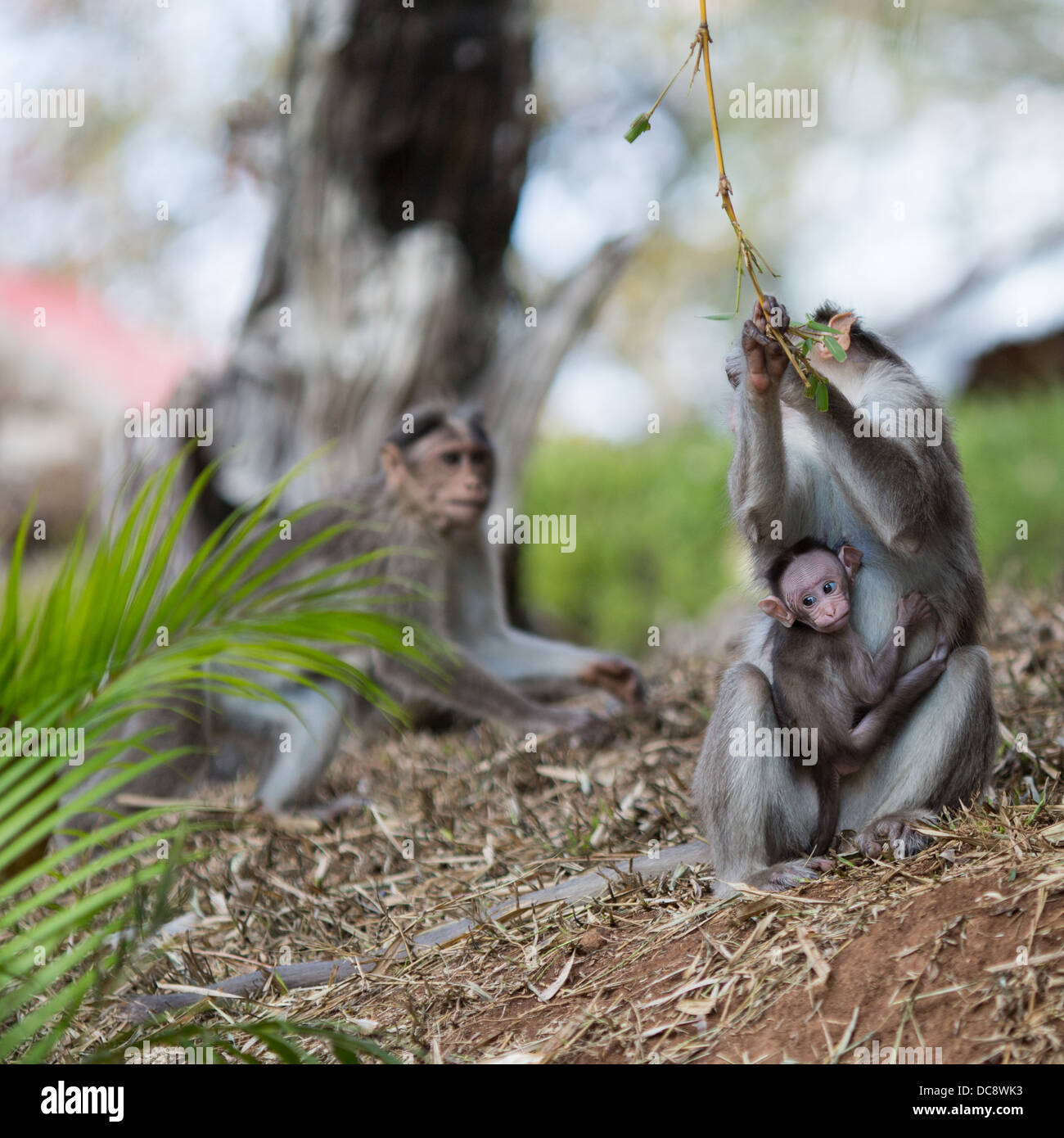 Family of monkeys in an Indian reserve Stock Photo - Alamy