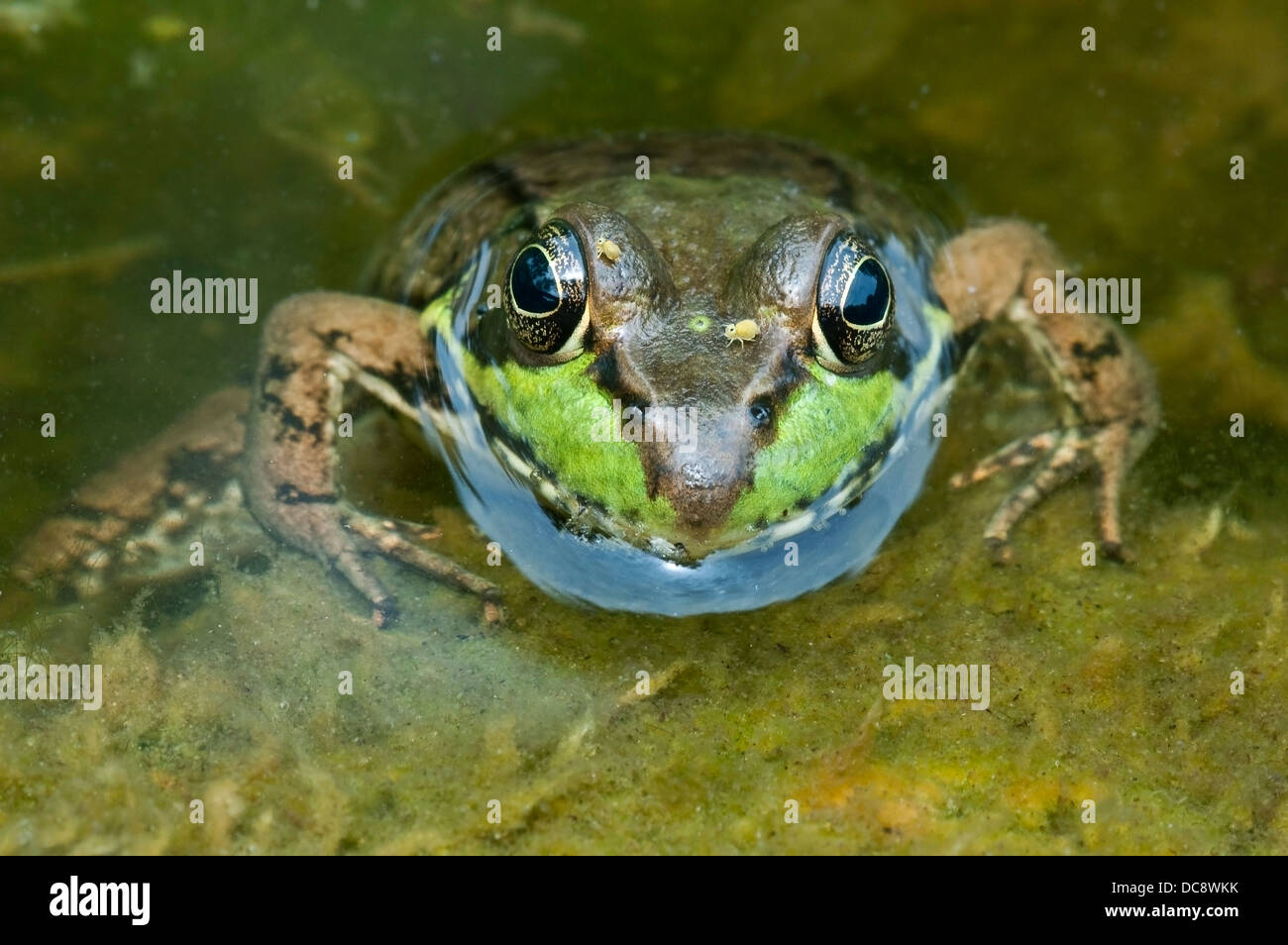 Green Frog (Rana clamitans), Pond, E USA by Skip Moody / Dembinsky ...