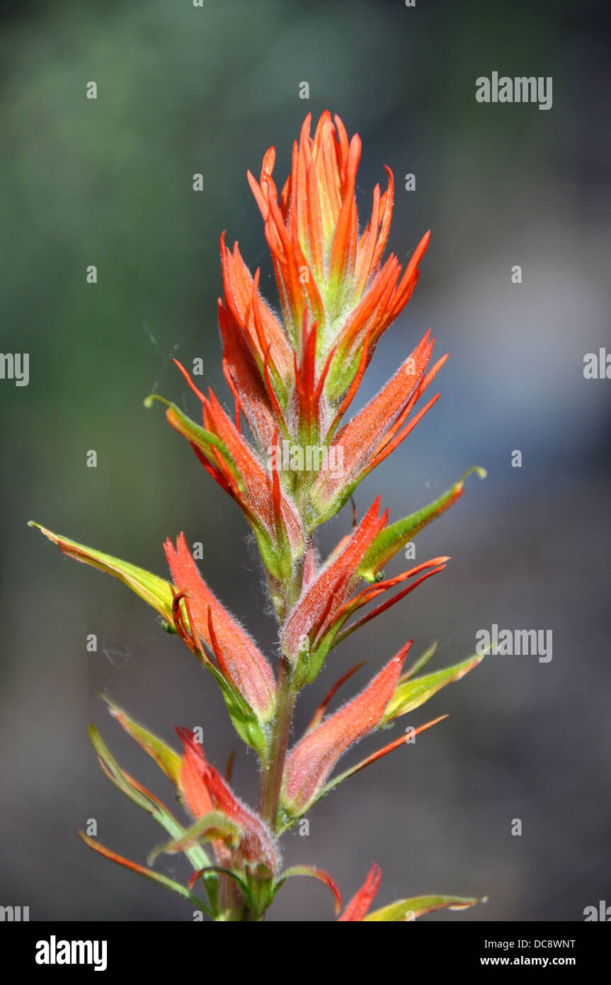 Indian paintbrush flower hi-res stock photography and images - Alamy