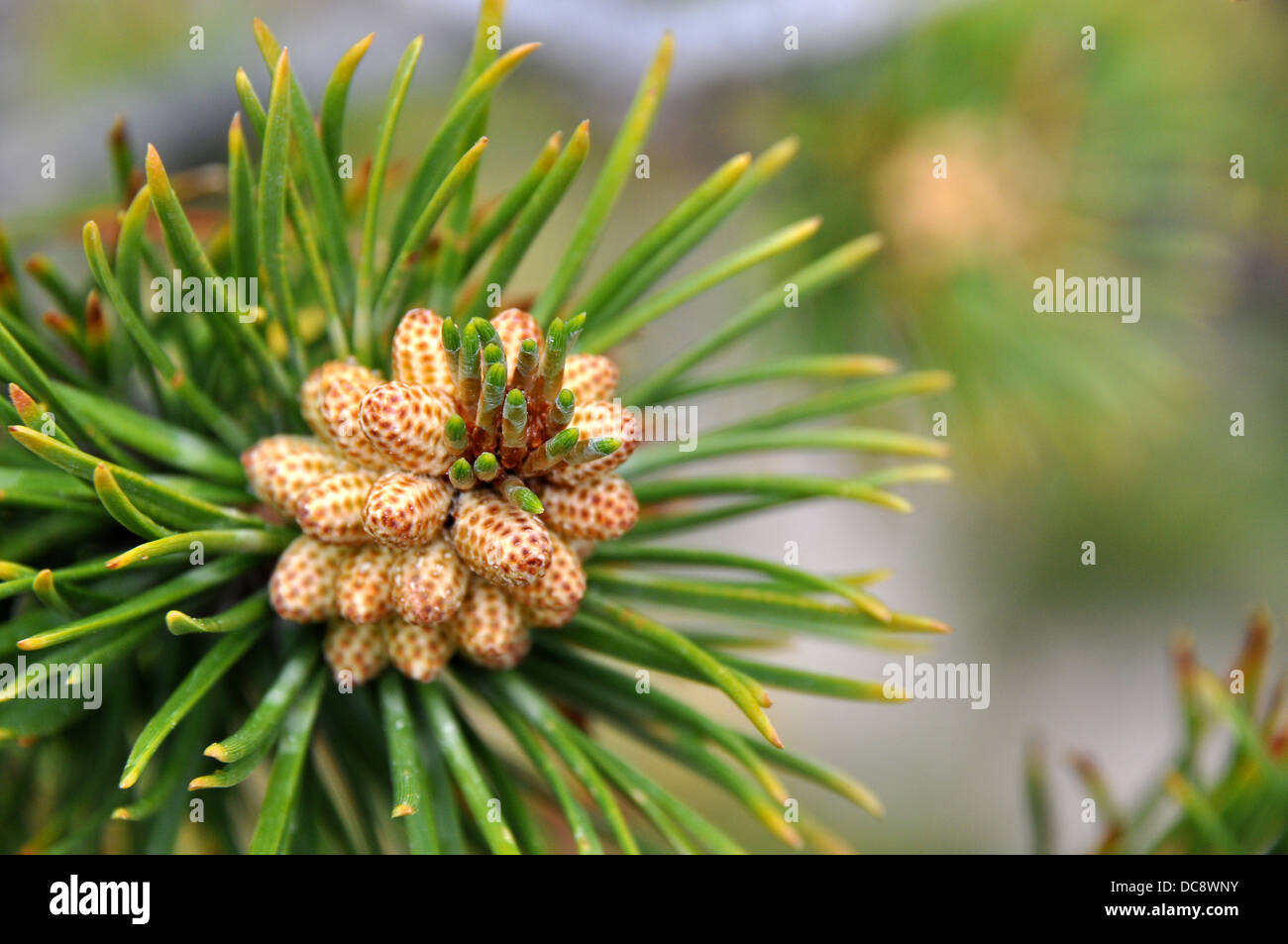 Male pollen cone hi-res stock photography and images - Alamy