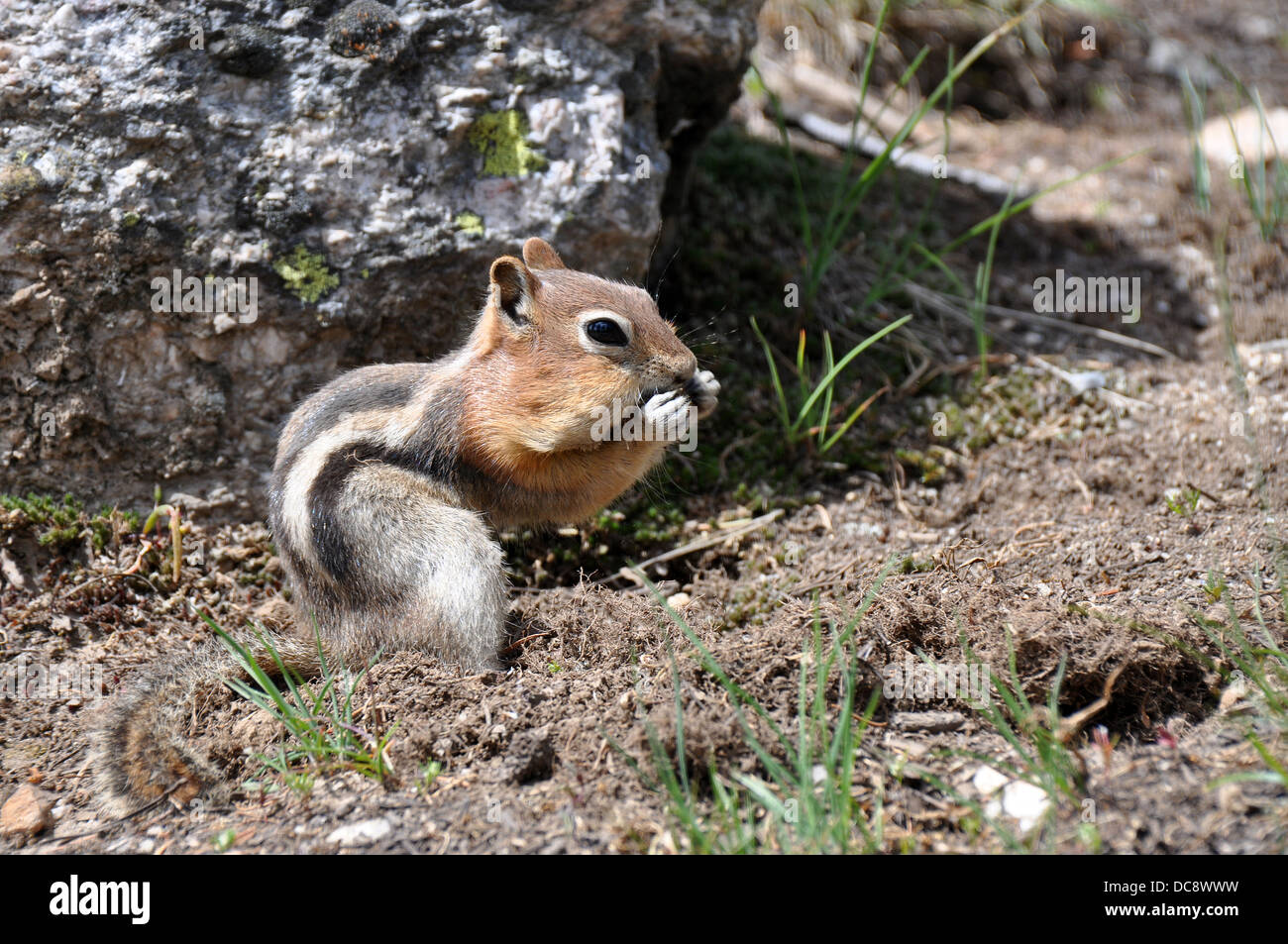 Squirrel sitting on the ground and eating Stock Photo - Alamy