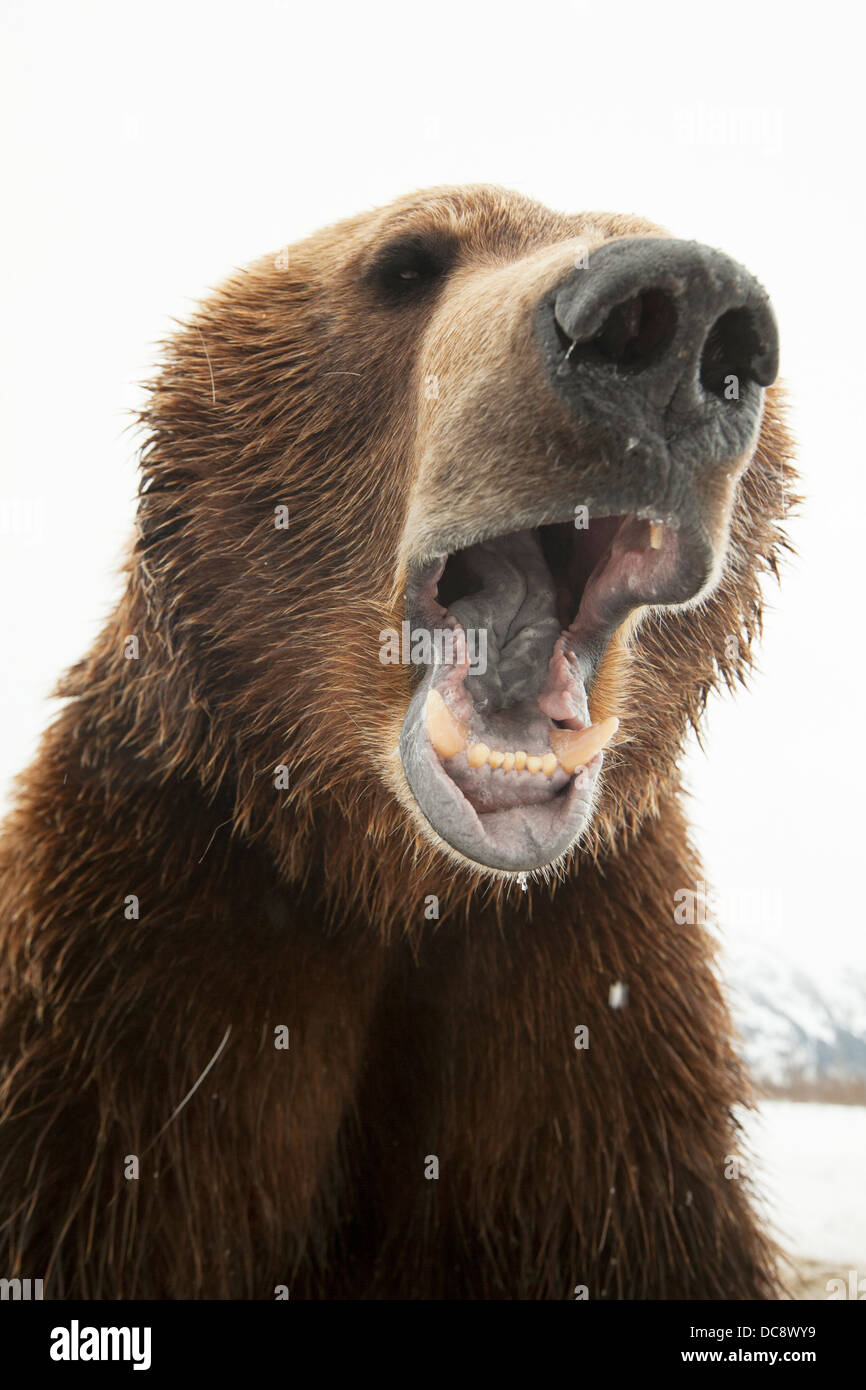 Shoulder boar hi-res stock photography and images - Alamy