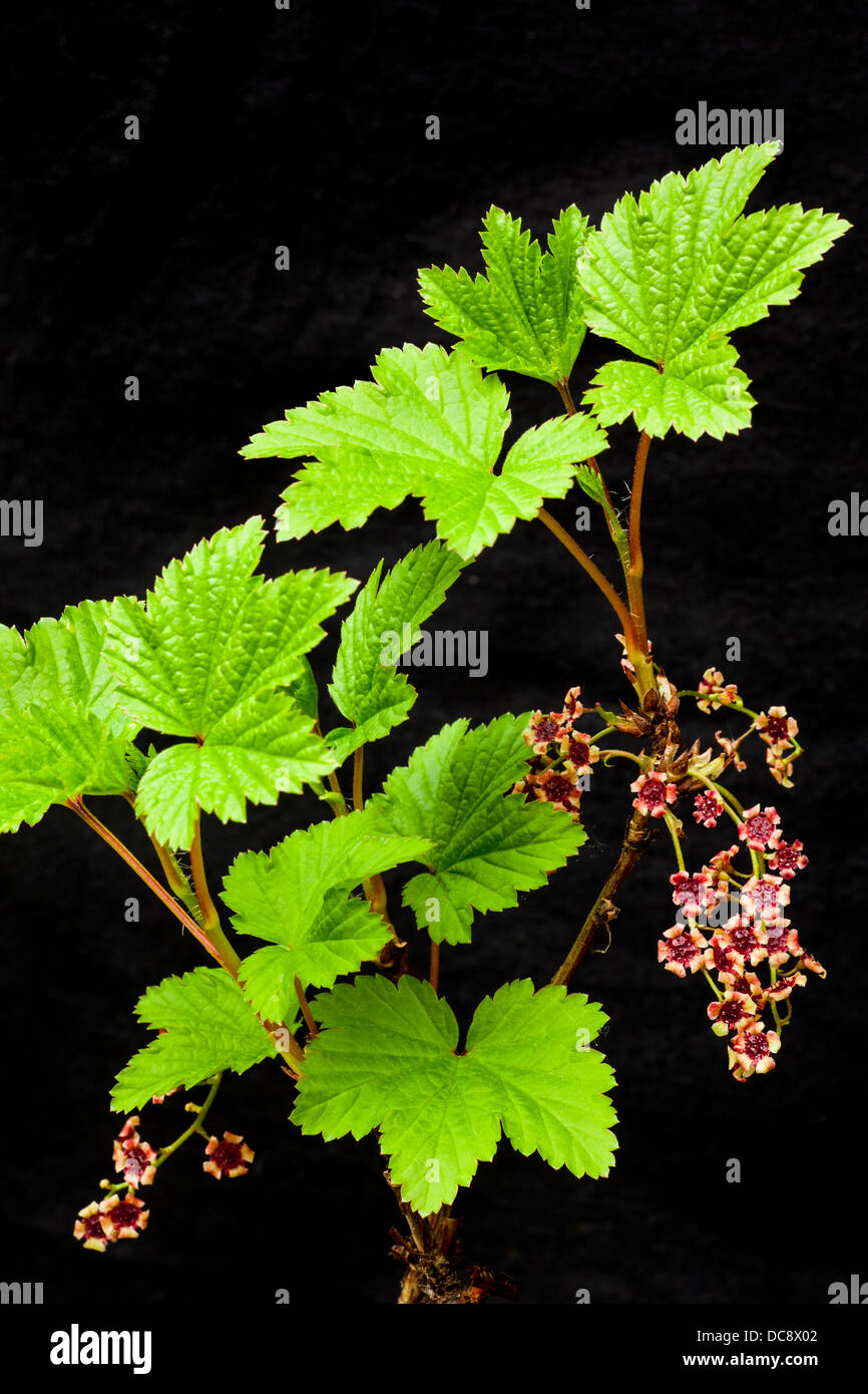 Northern red current hi-res stock photography and images - Alamy