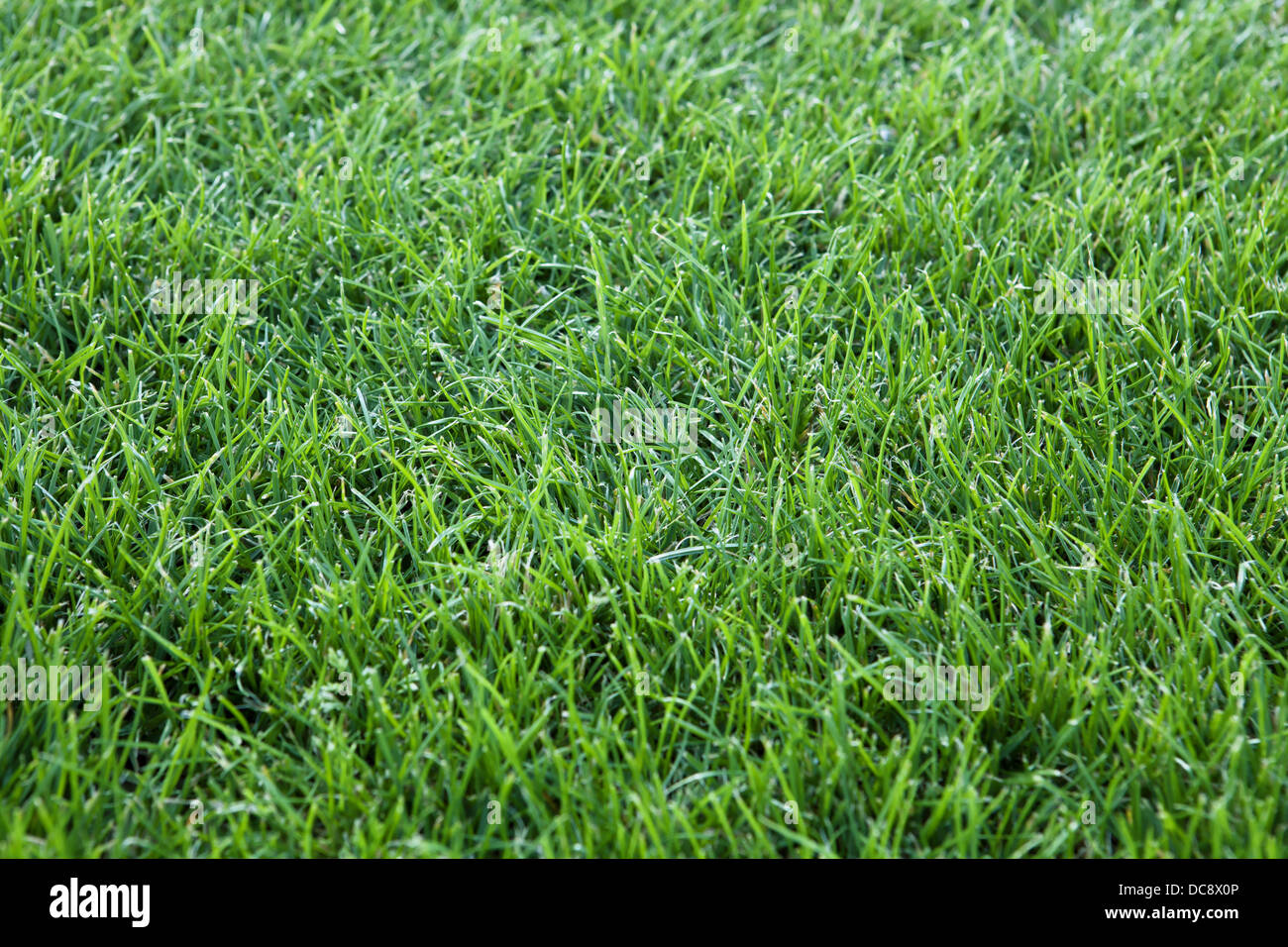 green grass background, closeup photo of grassy cover Stock Photo - Alamy