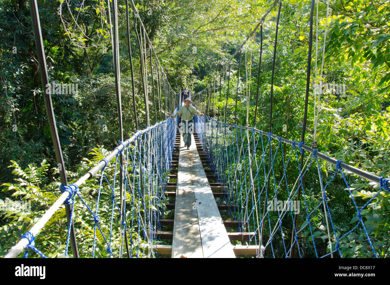 Forest rope bridge hike hi-res stock photography and images - Alamy