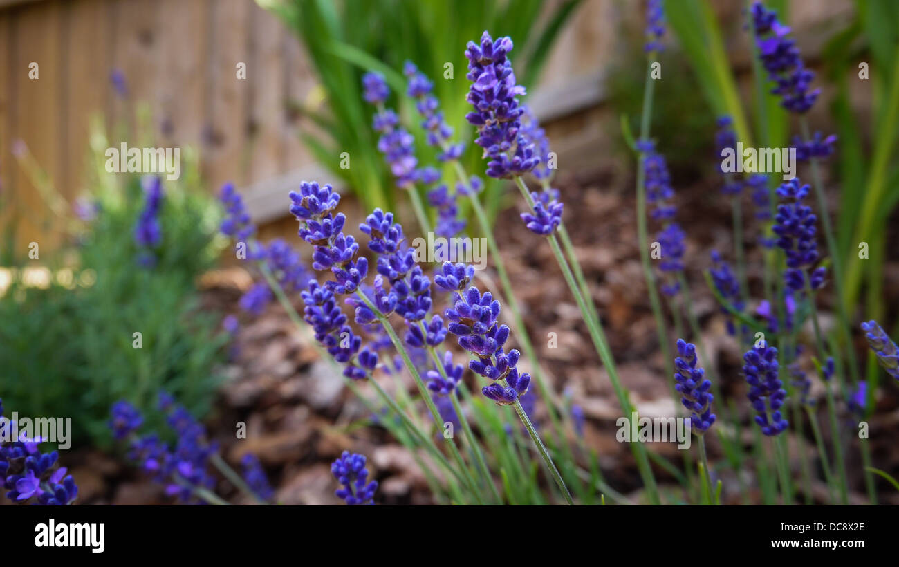 In bloom summer lavender from the garden Stock Photo - Alamy