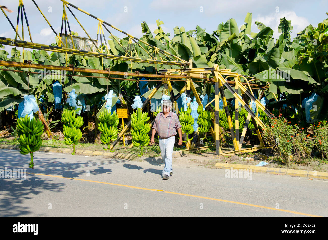 Guatemala, Izabal, Quirigua. Banana plantation. Bunches hanging from ...