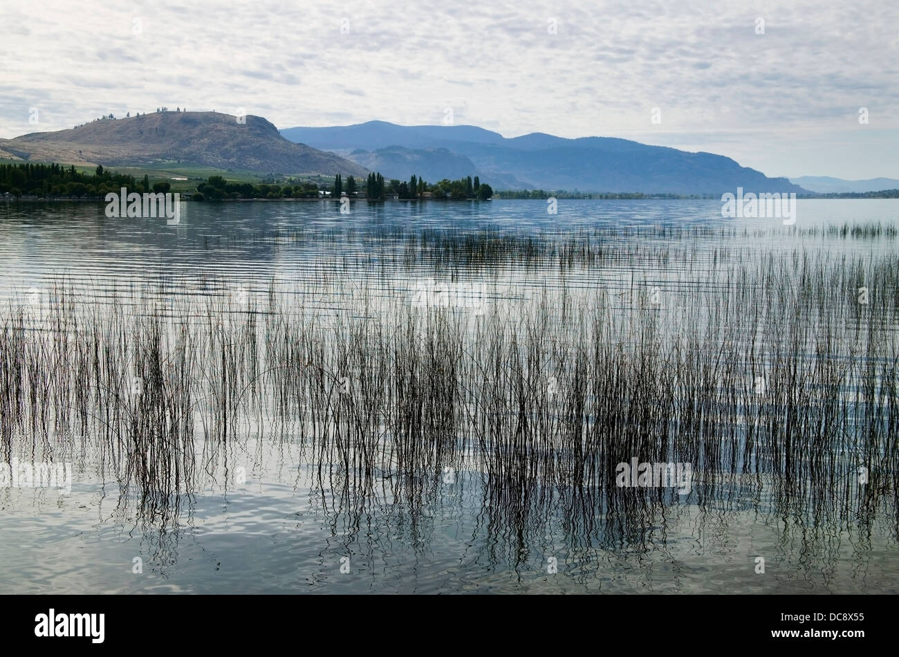 A tranquil lake with grass growing close to shore and mountains in the ...