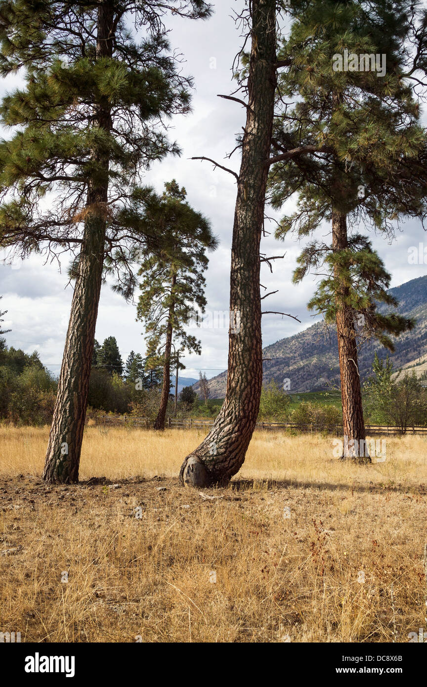 Bending tree trunks hi-res stock photography and images - Alamy