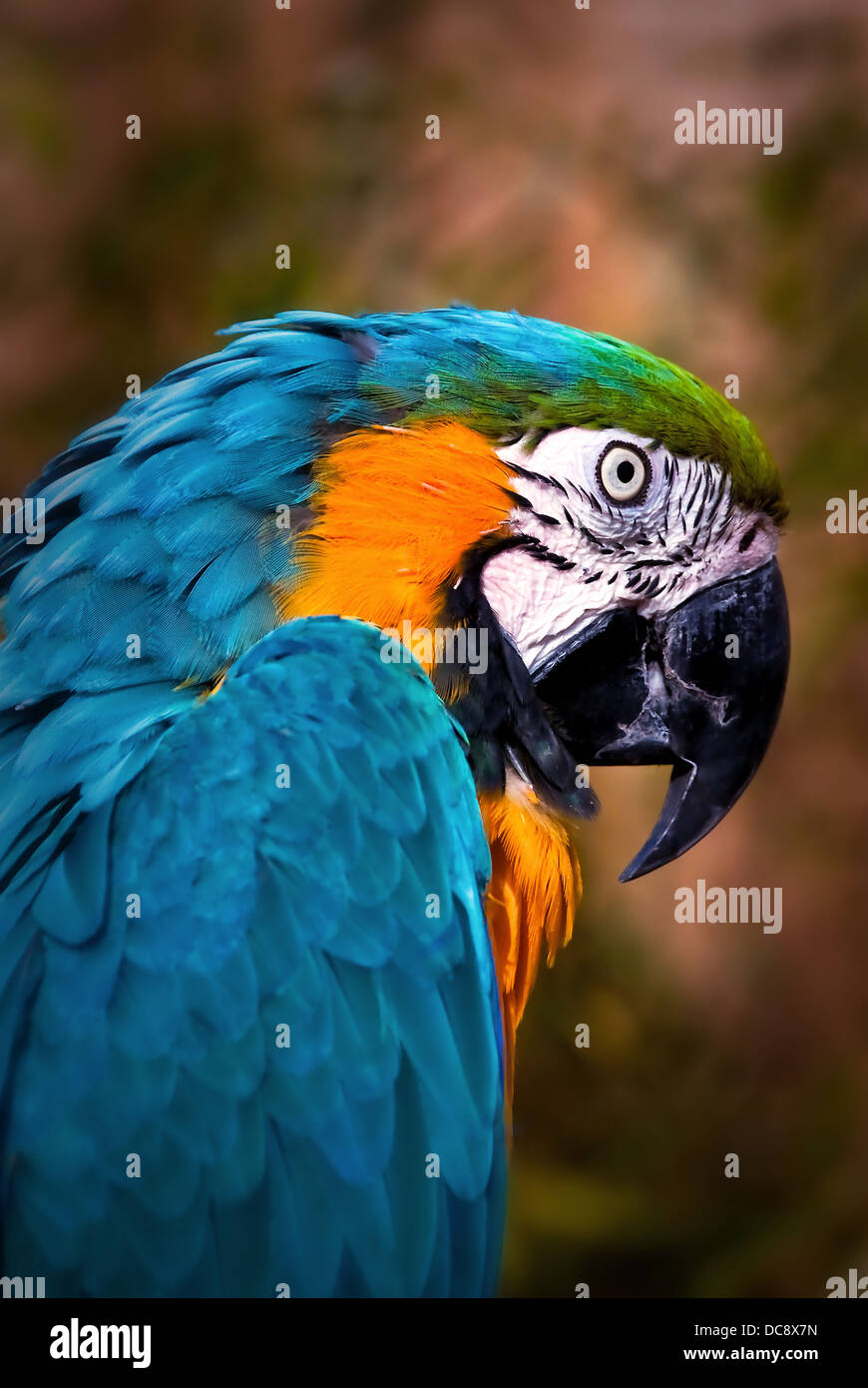 Macaw parrot hi-res stock photography and images - Alamy