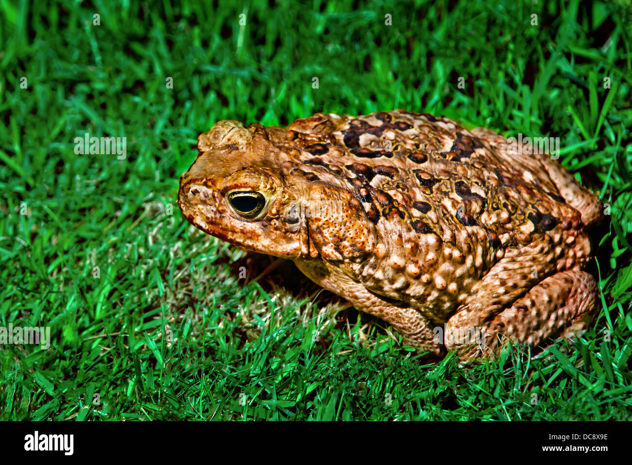 Frog toad green hi-res stock photography and images - Alamy