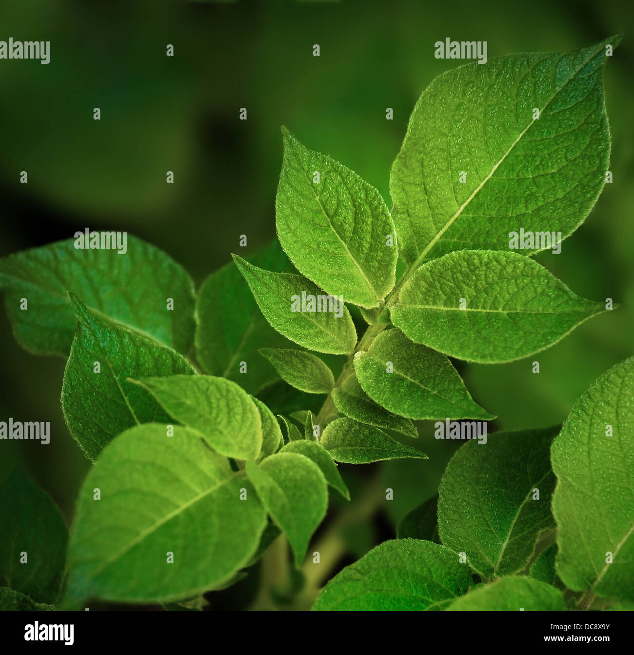 New potato hi-res stock photography and images - Alamy