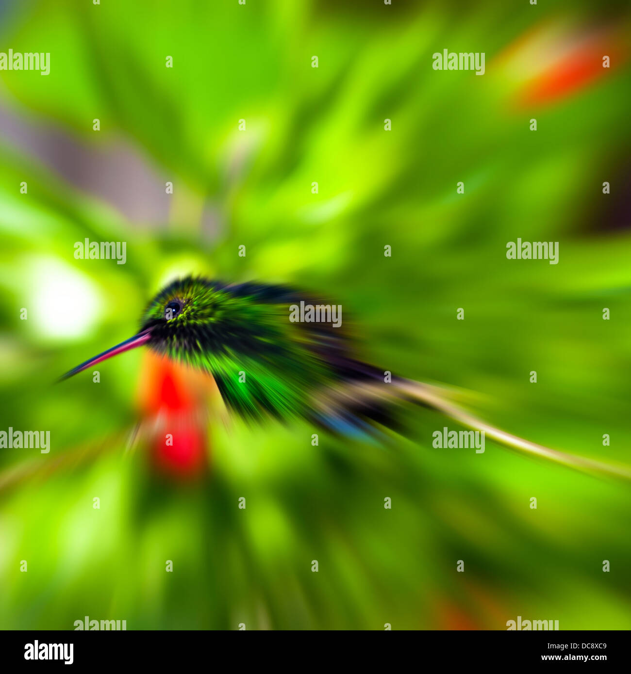 Humming bird zoom blurred effect green eye motion Stock Photo - Alamy