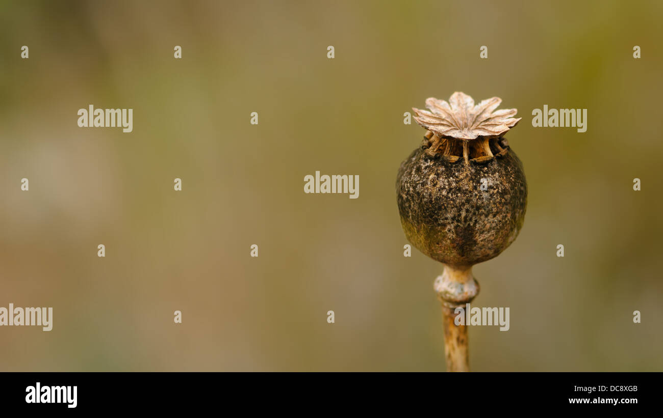 Single Dry Poppy flower Stock Photo - Alamy